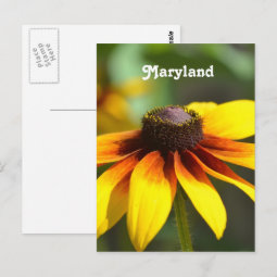 Maryland Black Eyed Susan Postcard | Zazzle