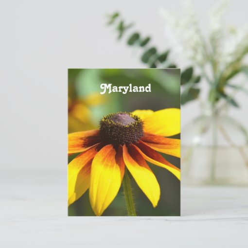 Maryland Black Eyed Susan Postcard | Zazzle