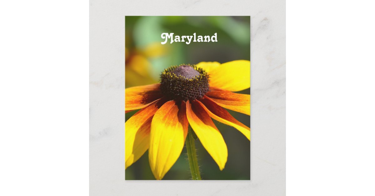 Maryland Black Eyed Susan Postcard | Zazzle
