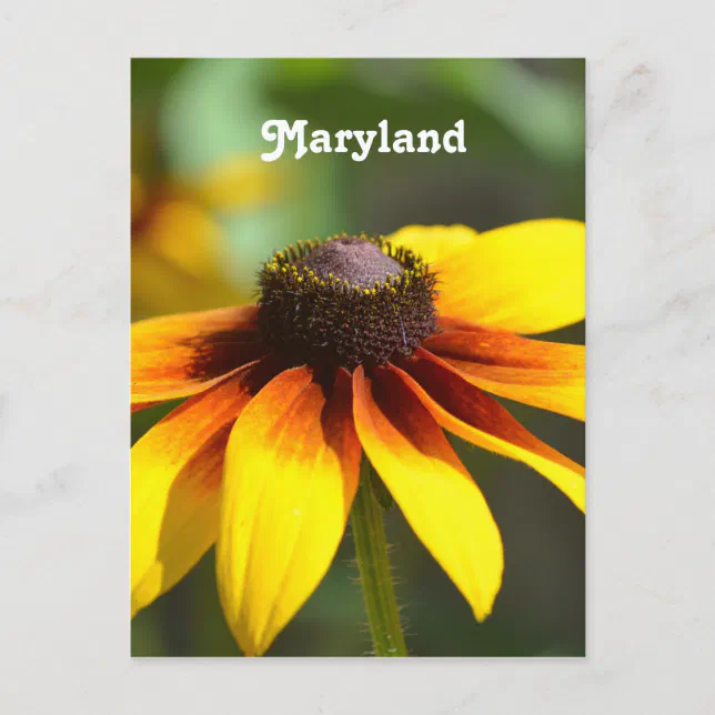 Maryland Black Eyed Susan Postcard | Zazzle