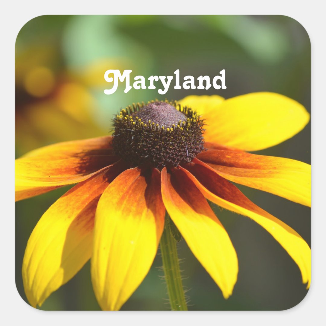 Maryland Black Eyed Susan Square Sticker | Zazzle