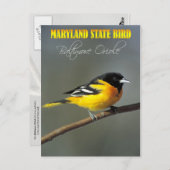 Maryland State Bird - Baltimore Oriole Postcard | Zazzle
