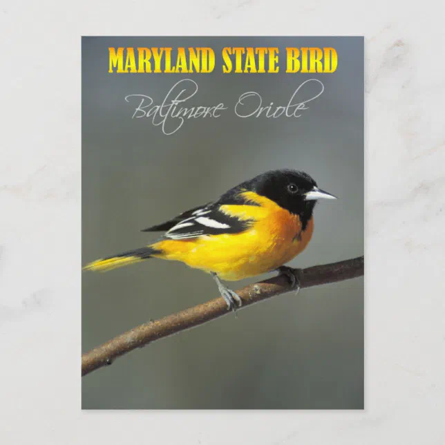 Maryland State Bird - Baltimore Oriole Postcard | Zazzle