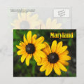 Maryland State Flower: Black-eyed Susan Postcard | Zazzle