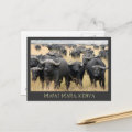 Masai Mara African Buffaloes Kenya Postcard | Zazzle