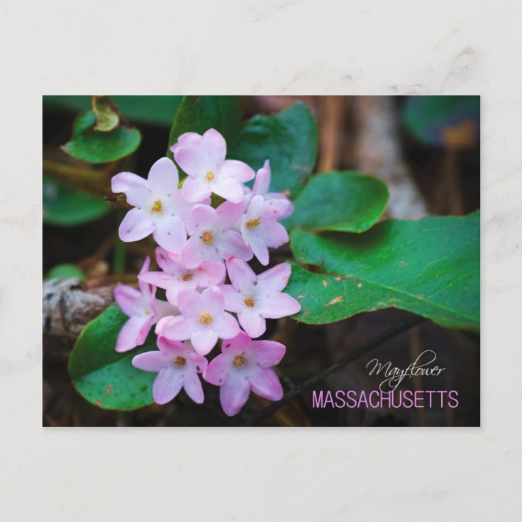 Massachusetts State Flower: Mayflower Postcard | Zazzle