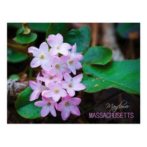 Massachusetts State Flower: Mayflower Postcard | Zazzle