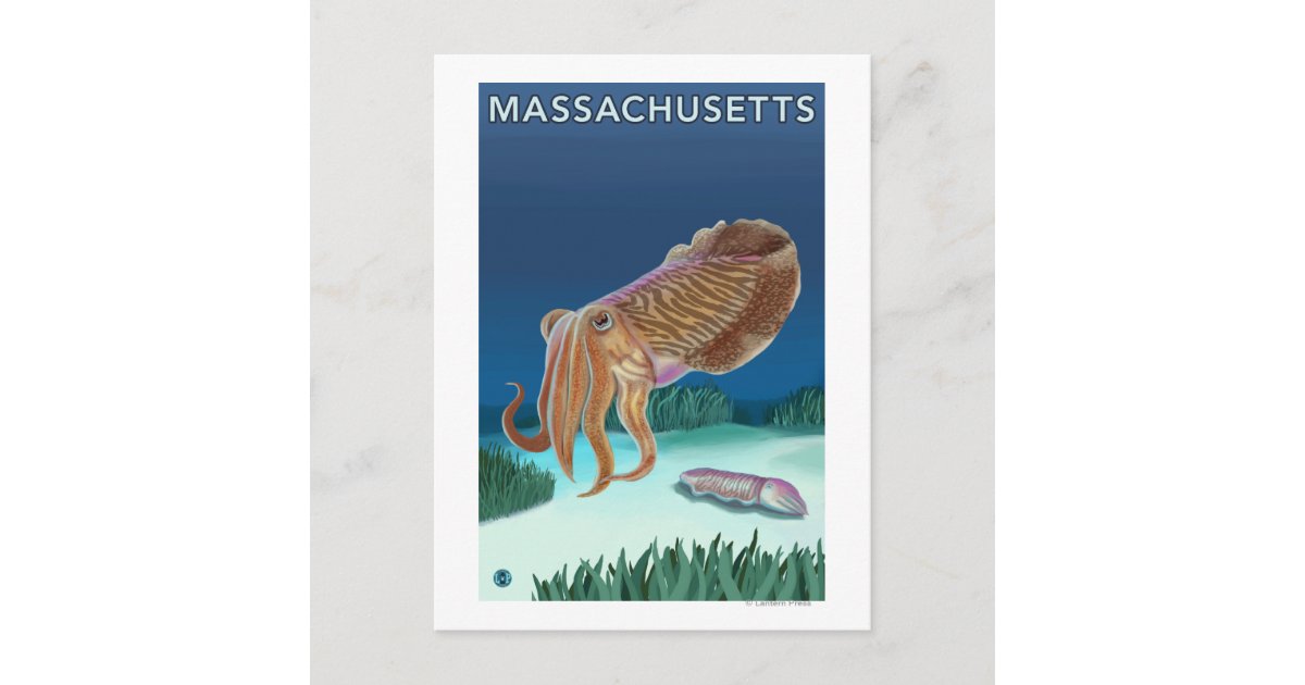 MassachusettsCuttlefish Scene Postcard | Zazzle