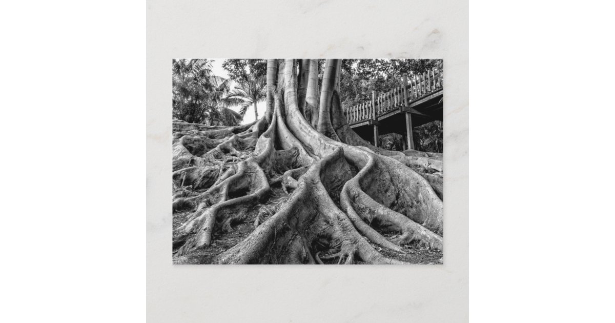 Massive rubber tree roots postcard | Zazzle