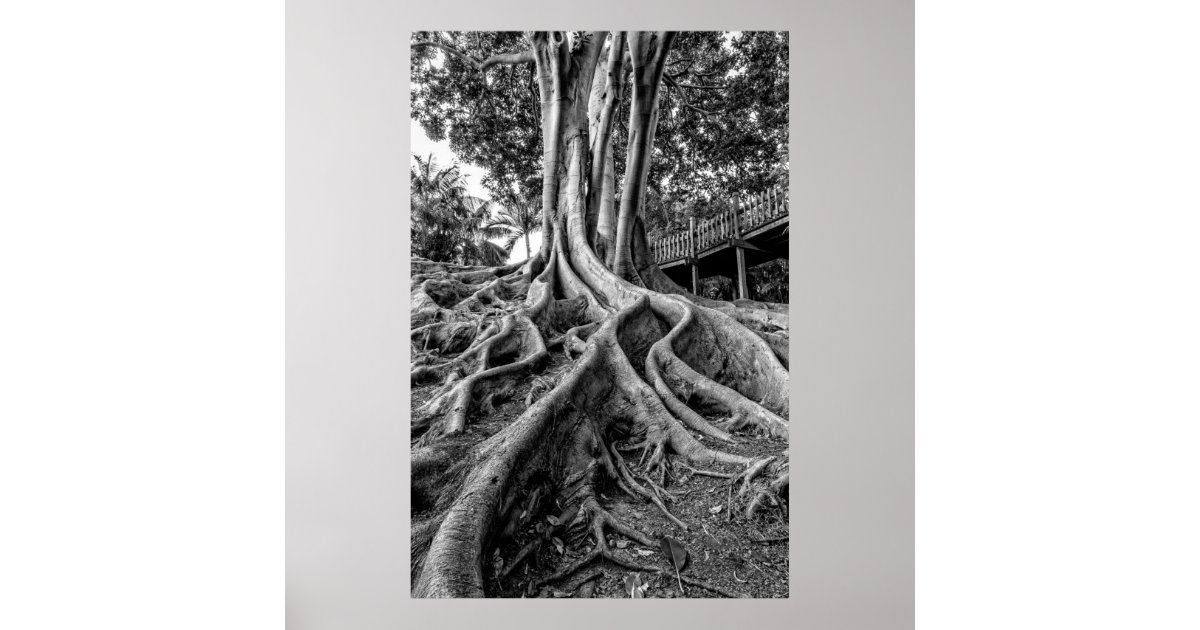 Massive rubber tree roots poster | Zazzle