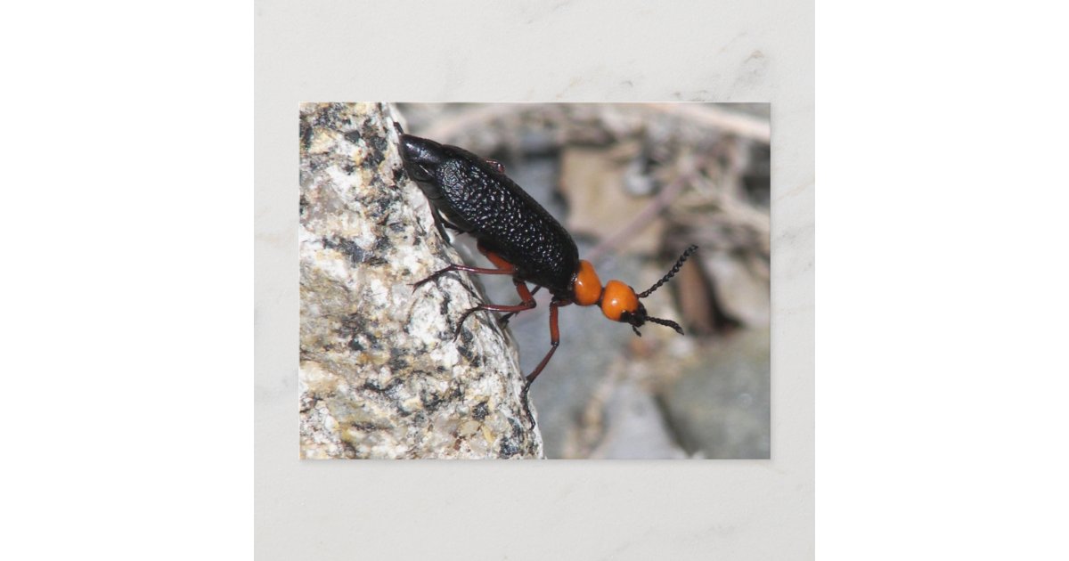 Master Blister Beetle Postcard | Zazzle