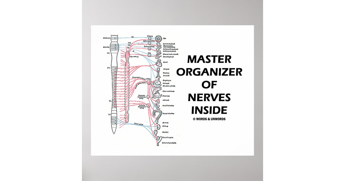 Master Organizer Of Nerves Inside (Nervous System) Poster | Zazzle