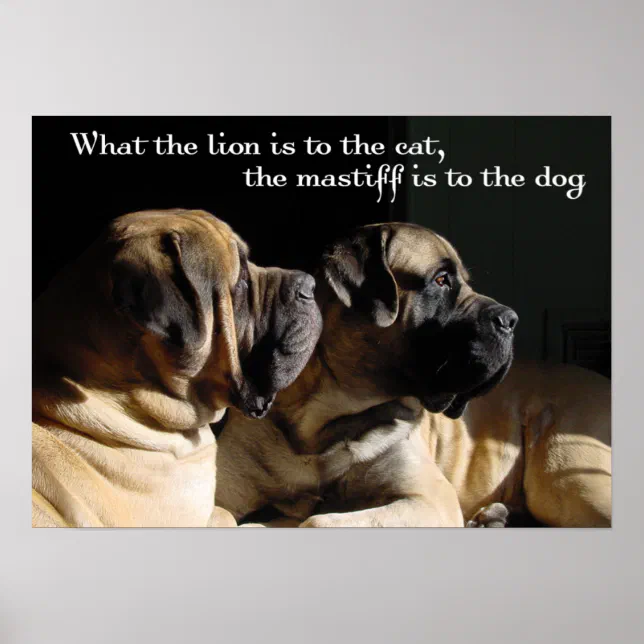 Mastiff Pair Poster | Zazzle