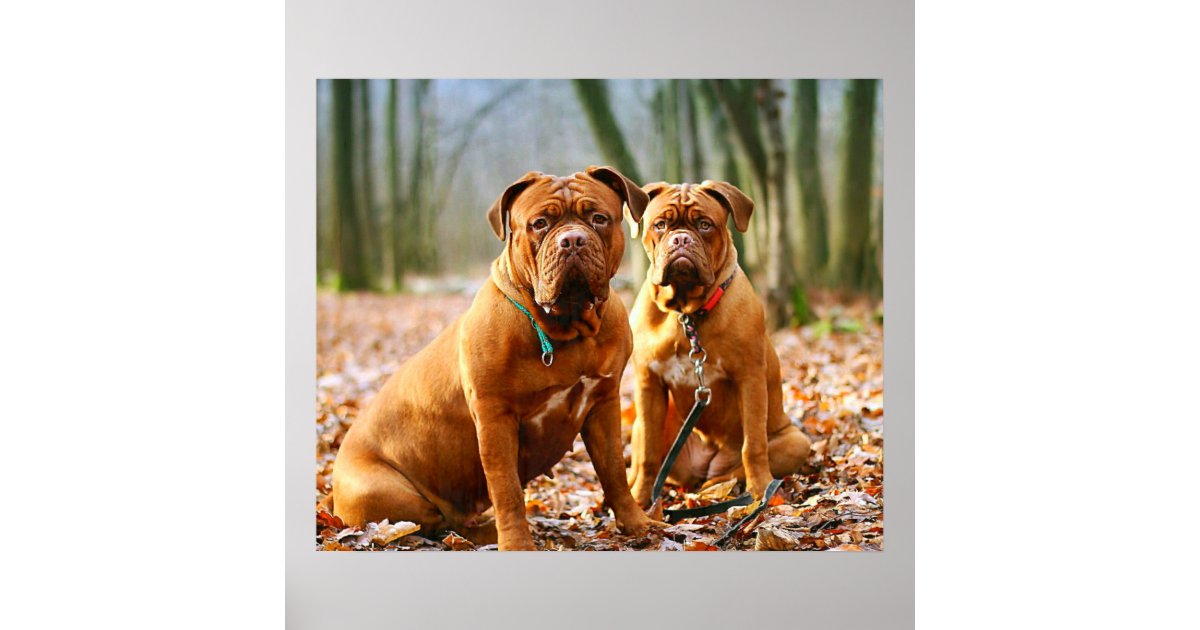 Mastiff Plus Poster | Zazzle