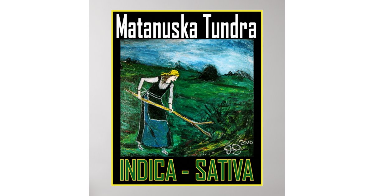 MATANUSKA TUNDRA INDICA SATIVA POSTER | Zazzle