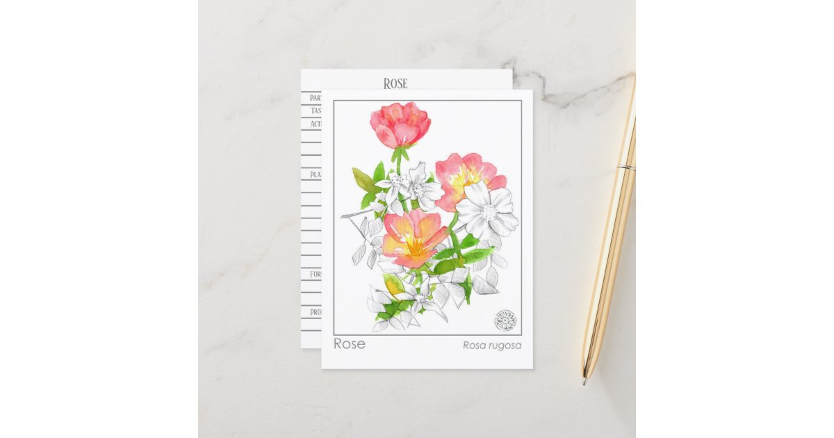 Materia Medica Rose Flower Plant Herbal Study Card | Zazzle