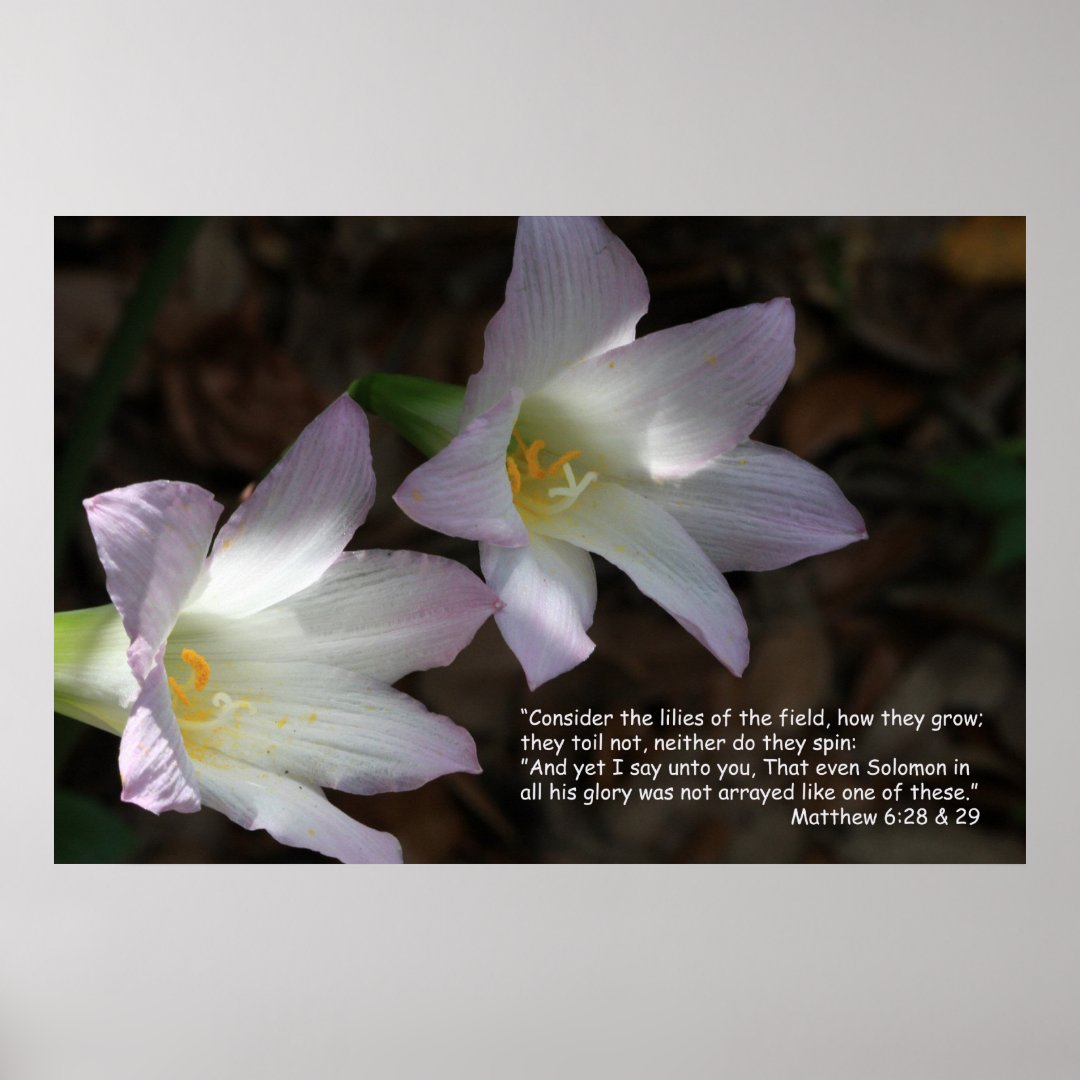 Matthew 6:28 & 29 Scripture Poster | Zazzle