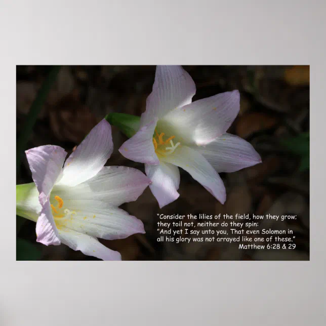 Matthew 6:28 & 29 Scripture Poster | Zazzle