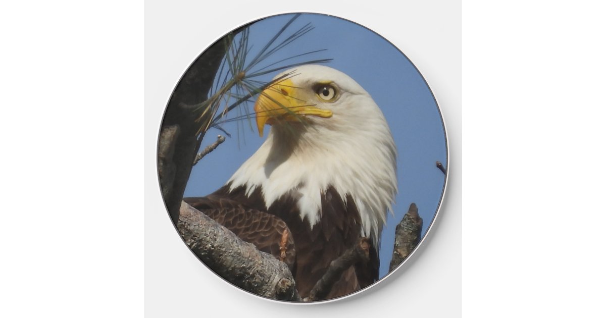 Mature Bald Eagle Close Up Head Wireless Charger | Zazzle