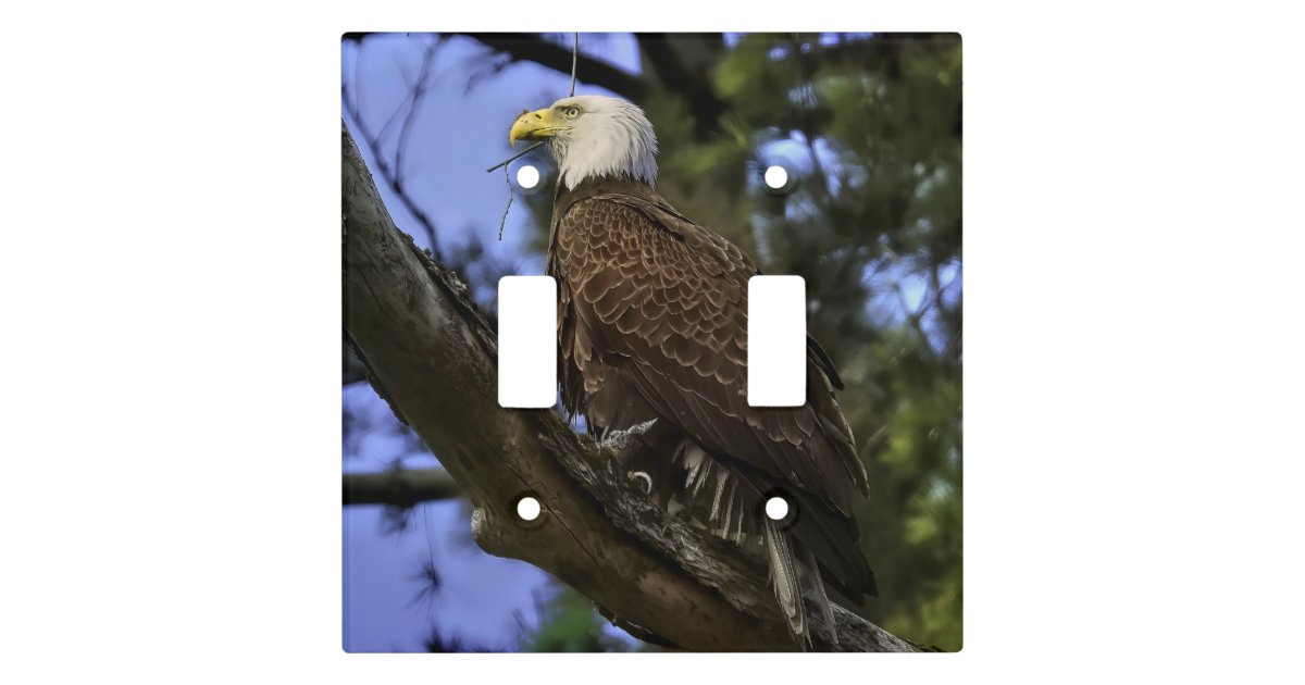 Mature Bald Eagle Light Switch Cover | Zazzle