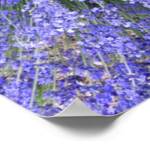 May Night Salvia Poster | Zazzle