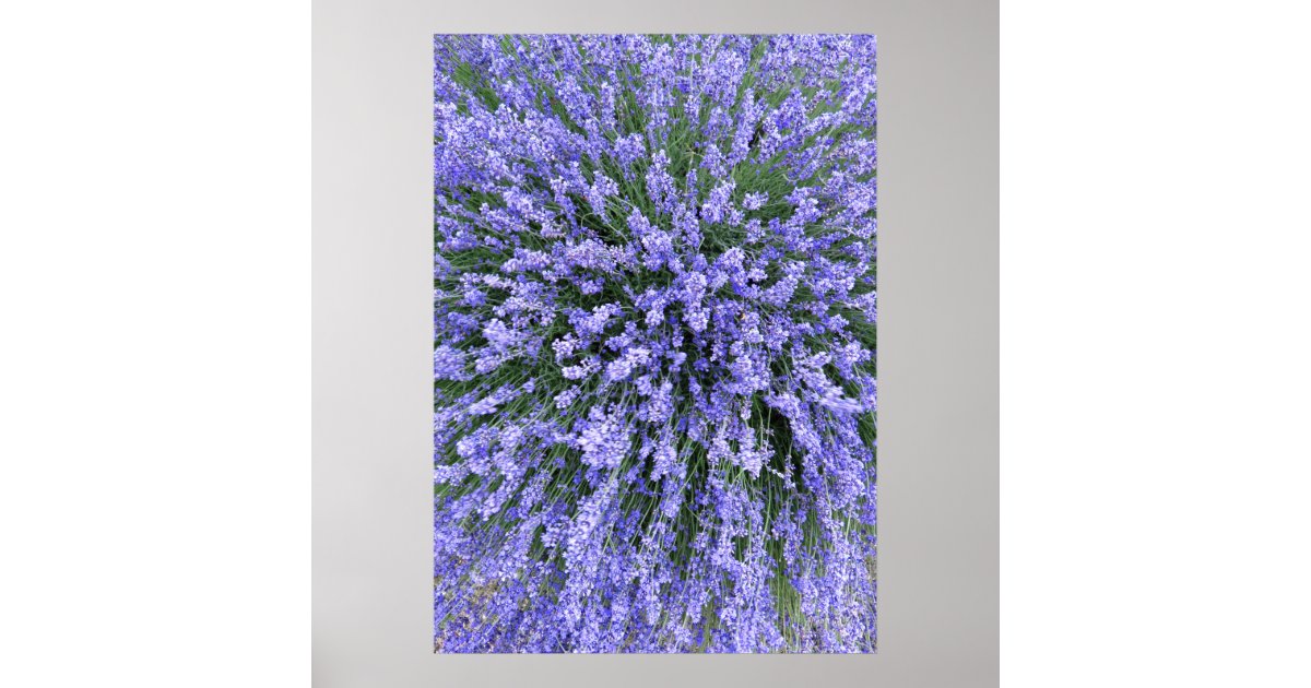 May Night Salvia Poster | Zazzle