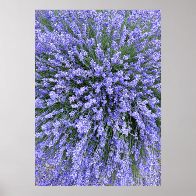 May Night Salvia Poster | Zazzle