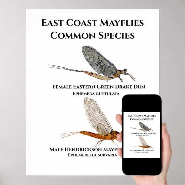 Mayfly Poster | Zazzle