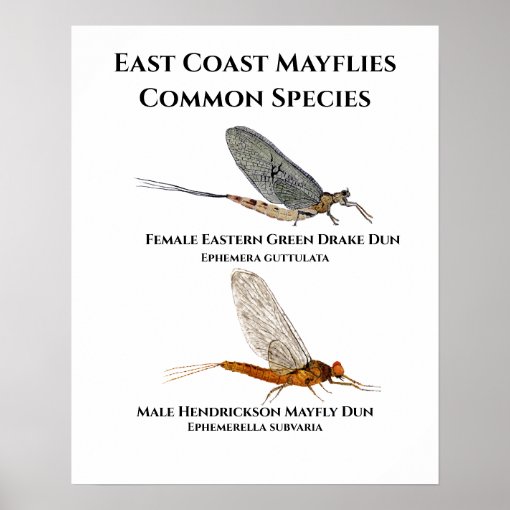 Mayfly Poster | Zazzle