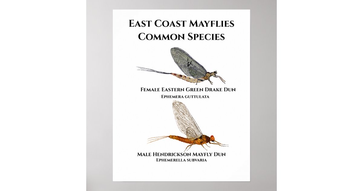Mayfly Poster | Zazzle