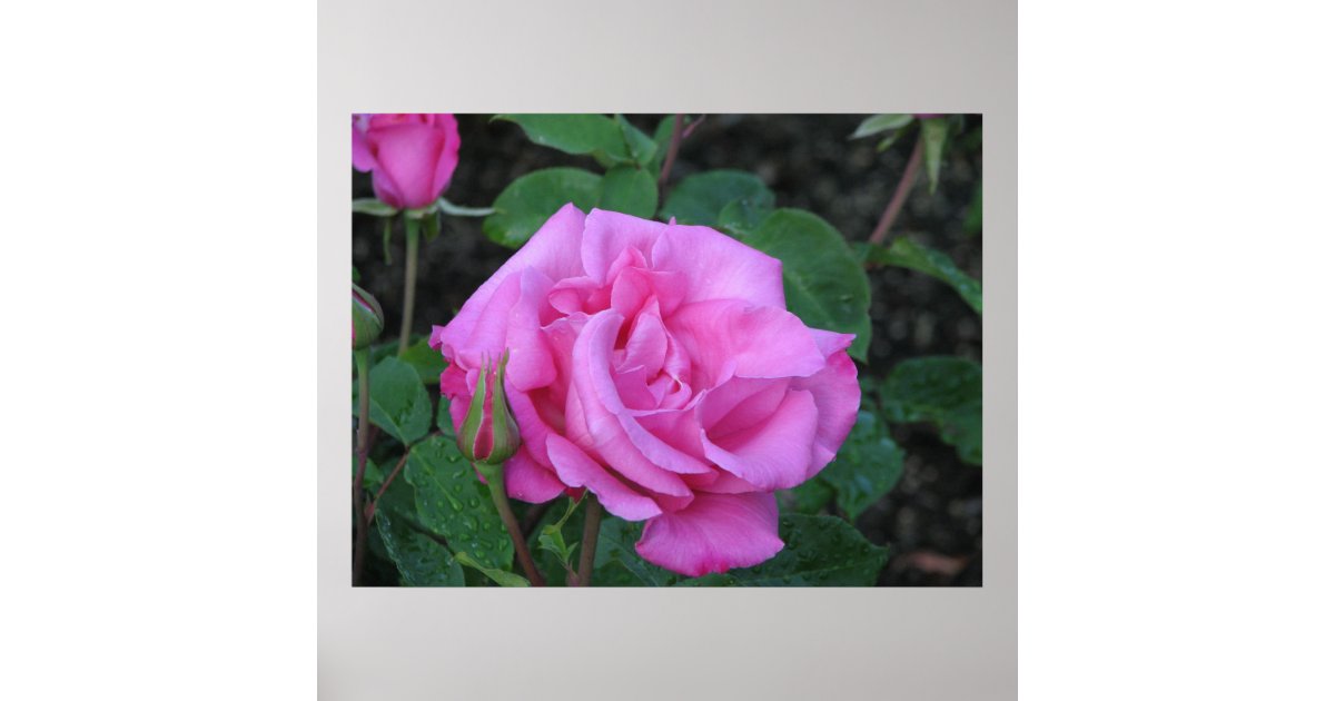 McCartney Hybrid Tea Rose 168 Poster | Zazzle