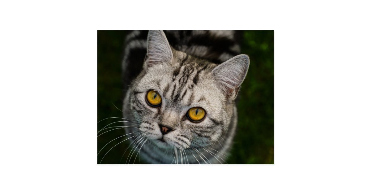 McGonagall cat postcard | Zazzle.com