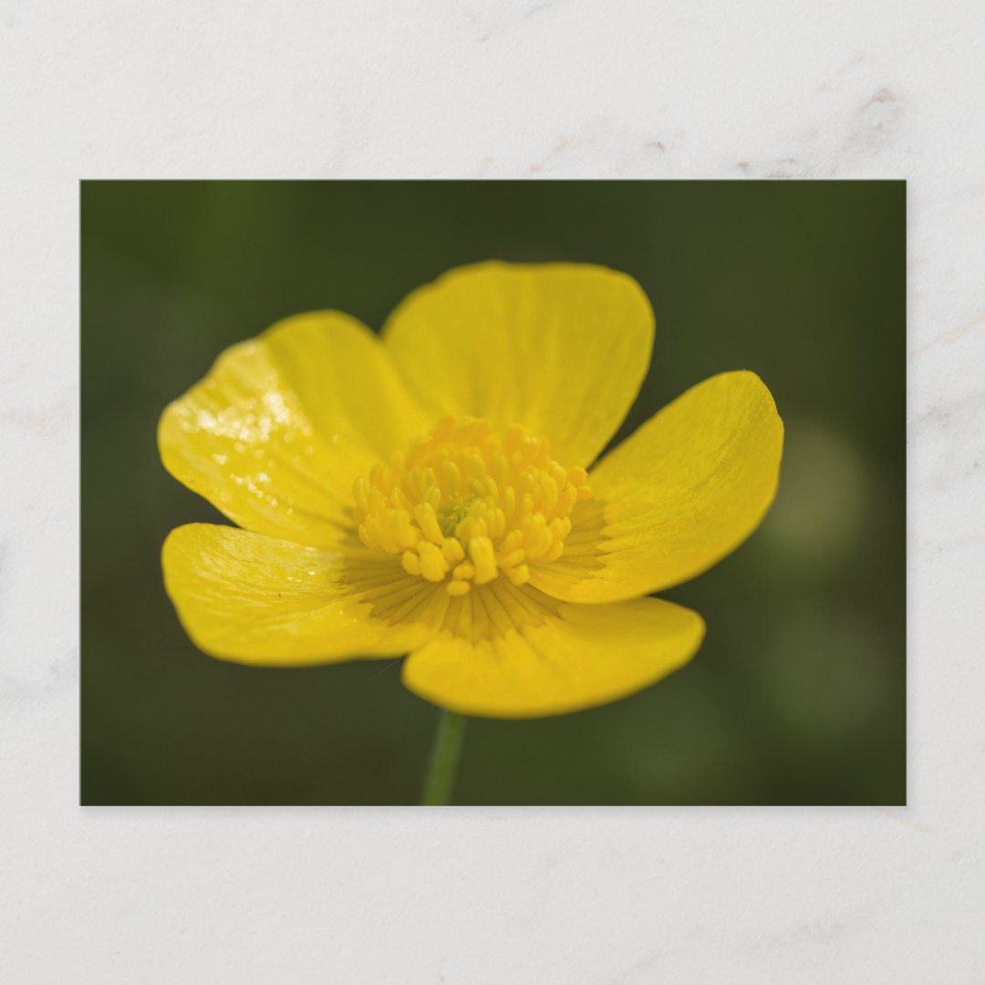 Meadow Buttercup Postcard | Zazzle