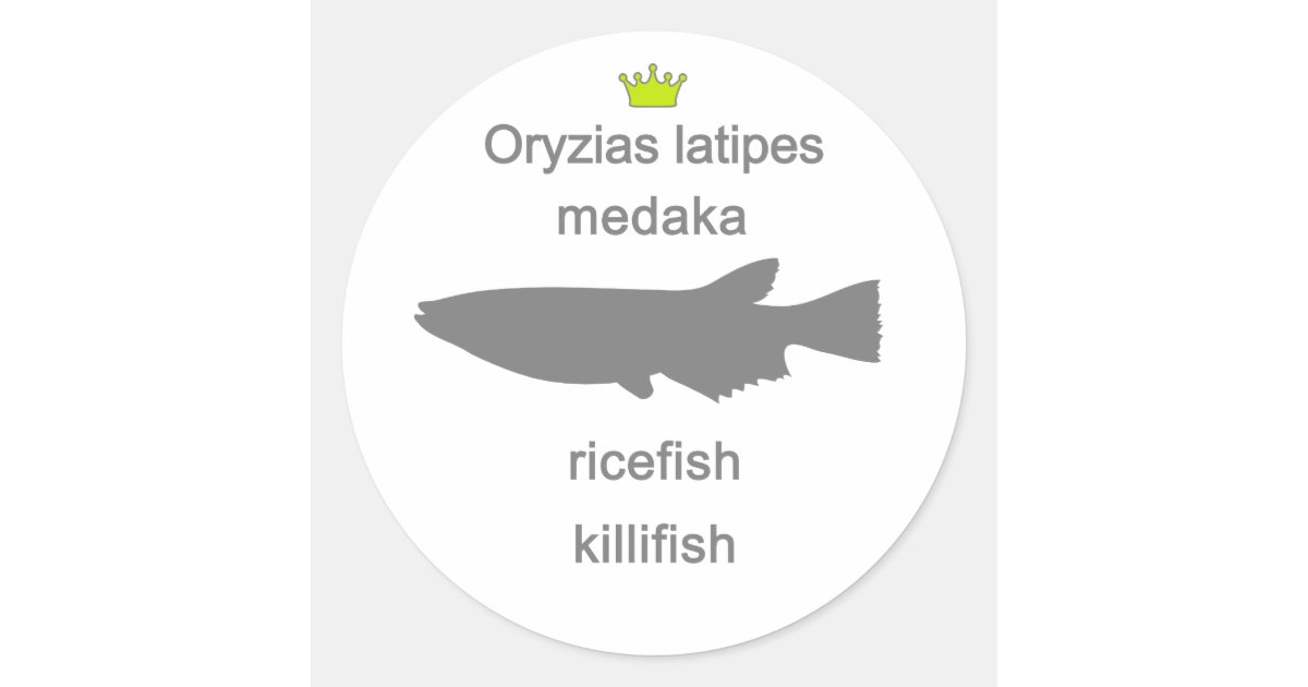 medaka g5 classic round sticker | Zazzle