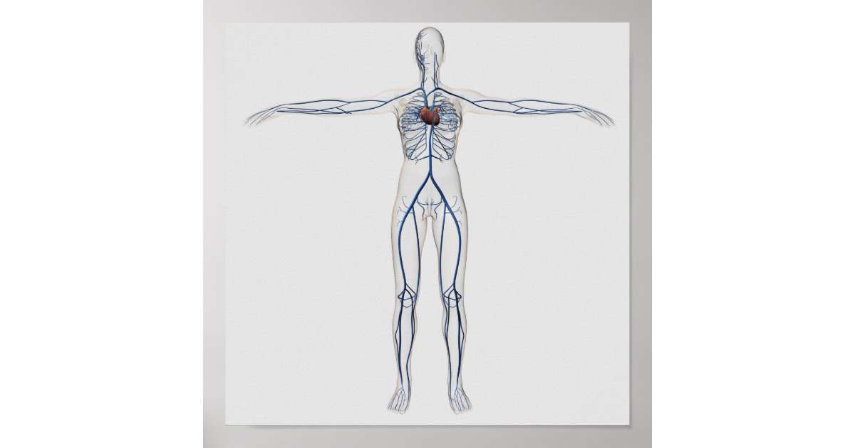 Medical Illustration: Female Circulatory System 1 Poster | Zazzle