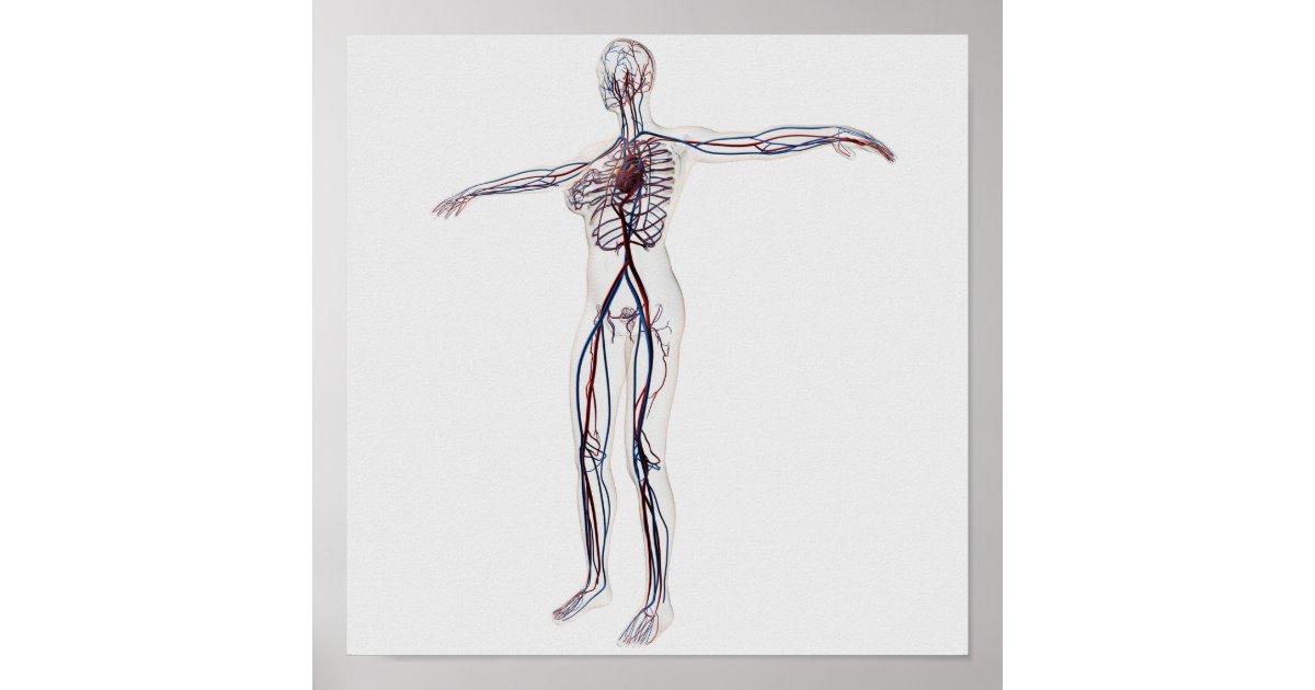 Medical Illustration: Female Circulatory System 2 Poster | Zazzle