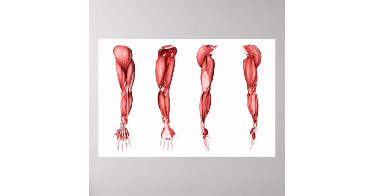 Medical Illustration Of Human Arm Muscles Poster | Zazzle