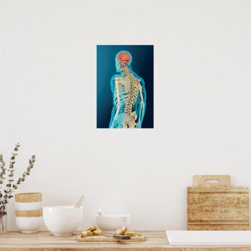 Medical Illustration Of Human Brain & Brain Stem Poster | Zazzle