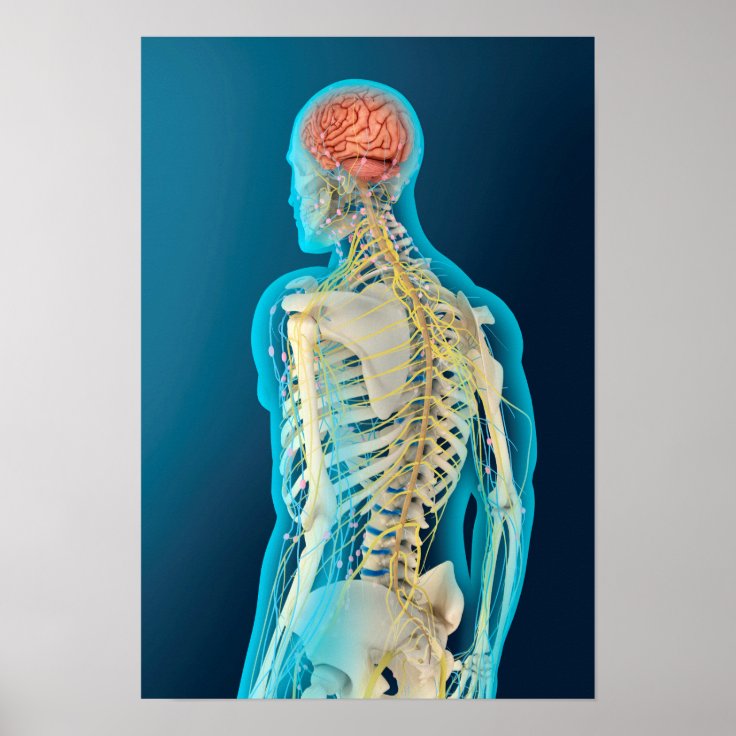 Medical Illustration Of Human Brain & Brain Stem Poster | Zazzle