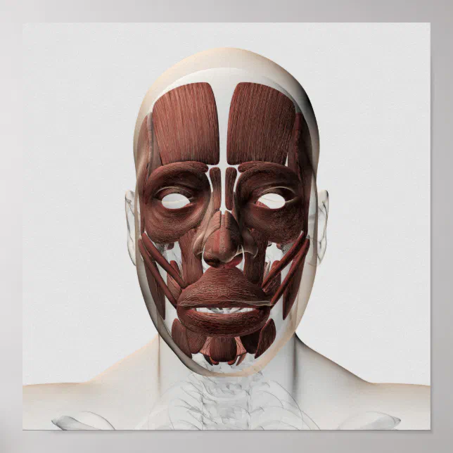 Medical Illustration Of Male Facial Muscles Poster | Zazzle