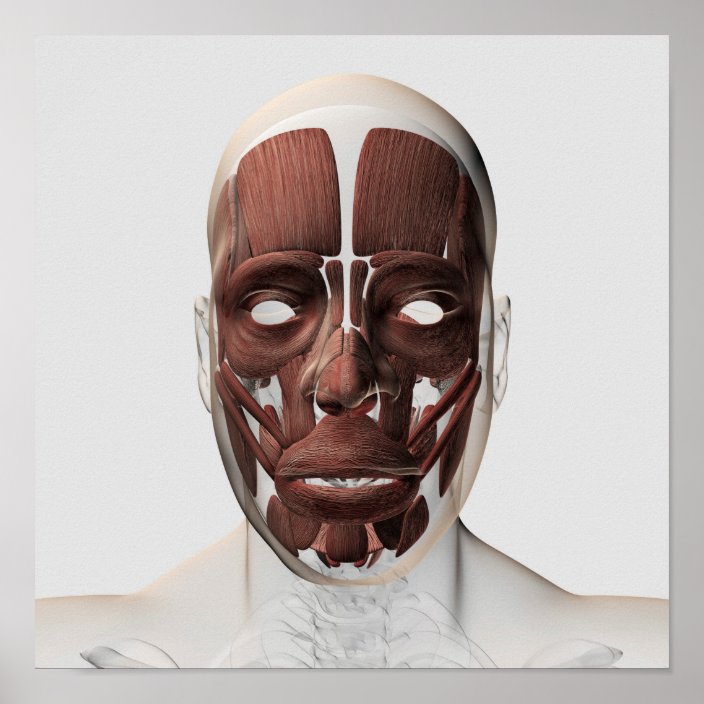 Medical Illustration Of Male Facial Muscles Poster | Zazzle.com