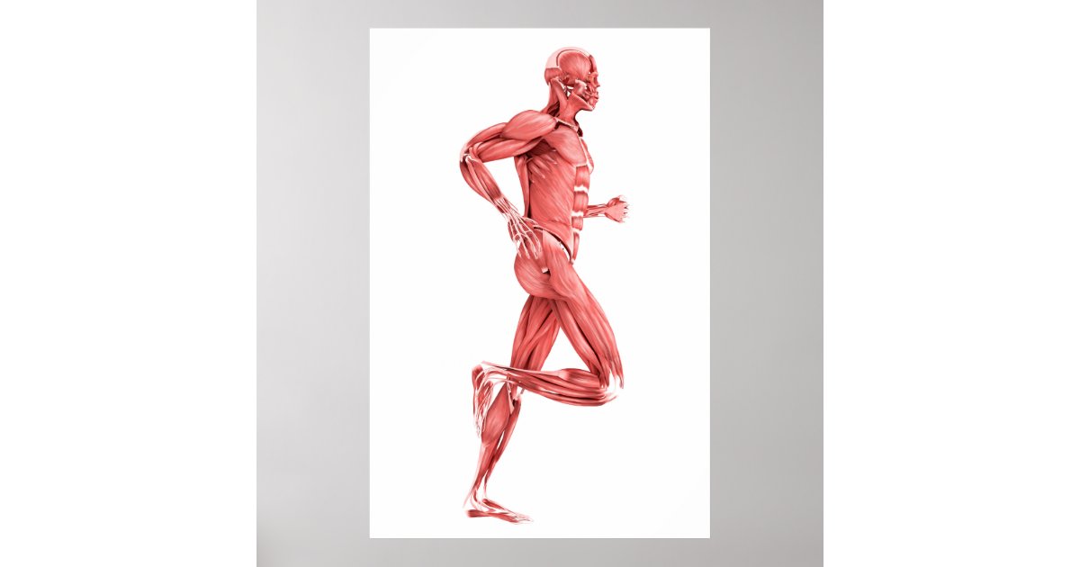 Medical Illustration Of Male Muscles Running 2 Poster | Zazzle