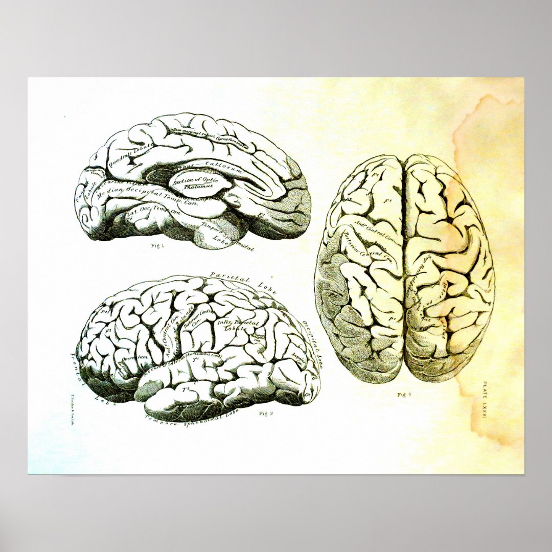 Medical Illustration of the Human Brain Poster | Zazzle