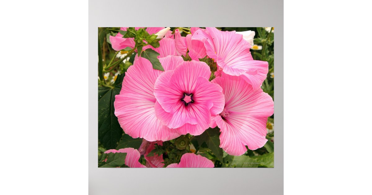 Mediterranean Annual Mallow flower. Lavatera Poster | Zazzle