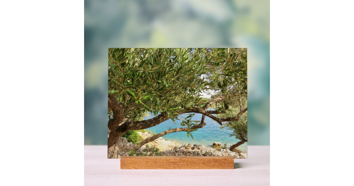 Mediterranean Sea Olive Tree Photo Acrylic Sign | Zazzle
