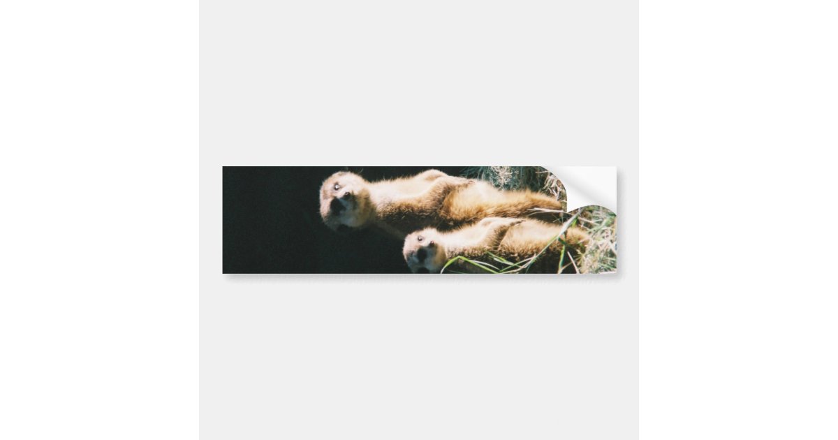 Meerkat Friends Bumper Sticker | Zazzle