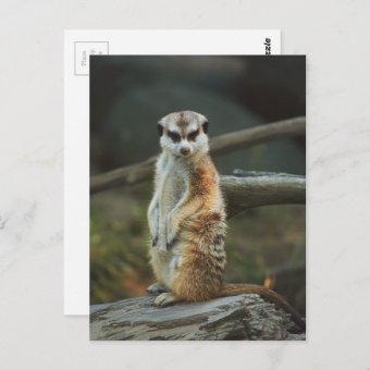 Meerkat Photo Postcard | Zazzle