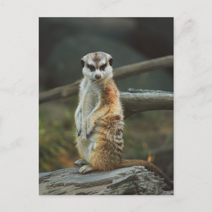 Meerkat Photo Postcard | Zazzle.com