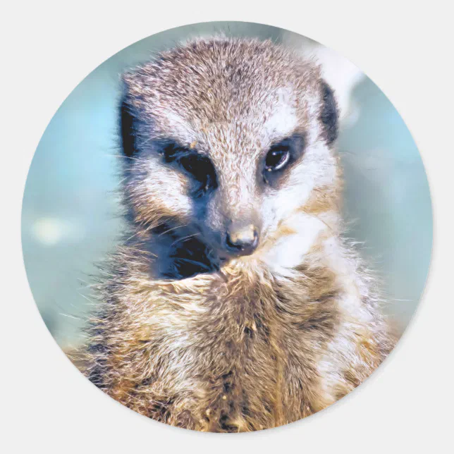 MEERKAT Sticker | Zazzle