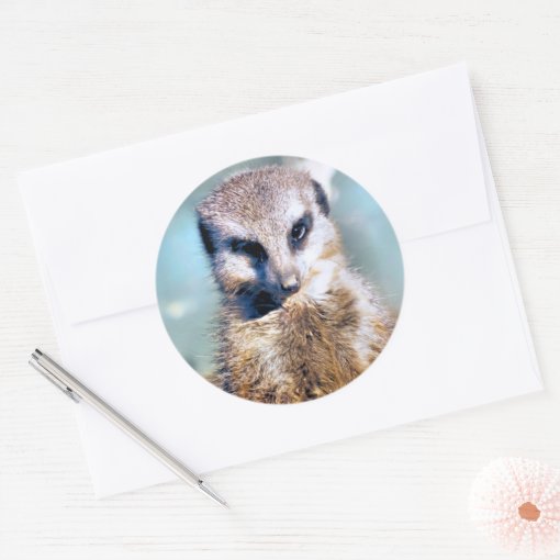 MEERKAT Sticker | Zazzle